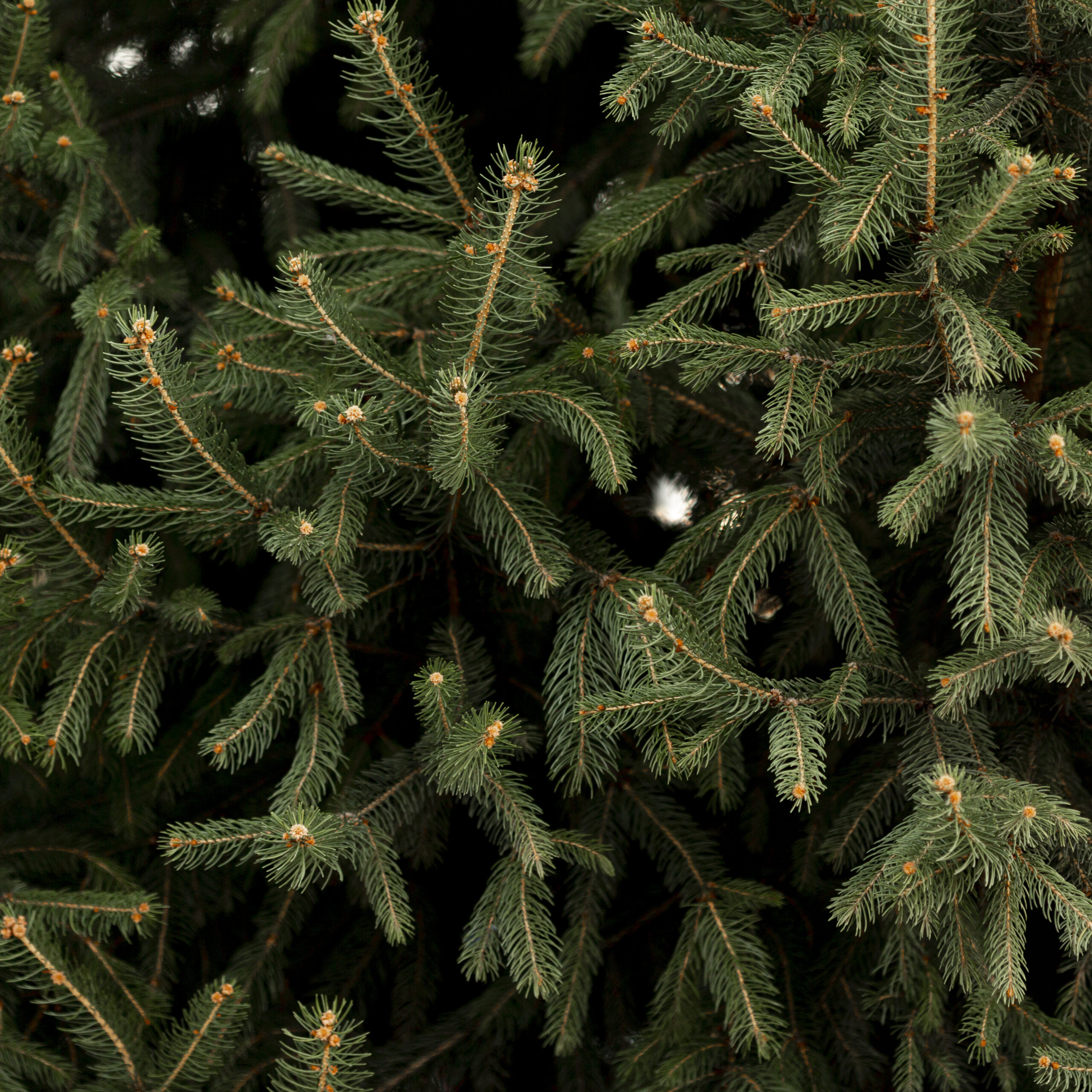 Valoriser votre sapin de Noël - TRIBORD